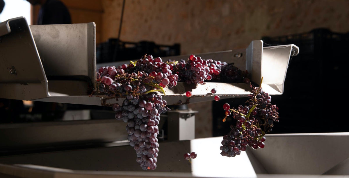 Processing of Grapes – BiniVista